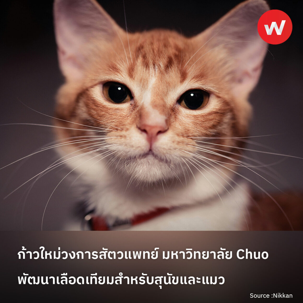 ก้าวใหม่วงการสัตวแพทย์ มหาวิทยาลัย Chuo พัฒนาเลือดเทียมสำหรับสุนัขและแมว - WABIZ